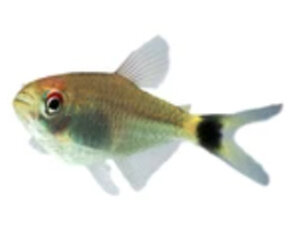 Rio 350 LED | JUWEL Aquarium