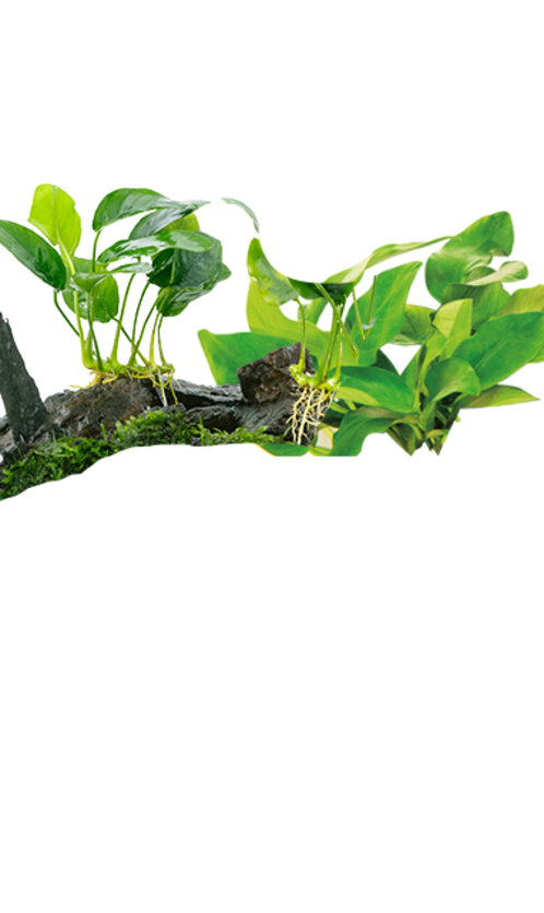 Rio 450 LED | JUWEL Aquarium