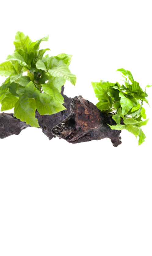 Trigon 350 LED | JUWEL Aquarium