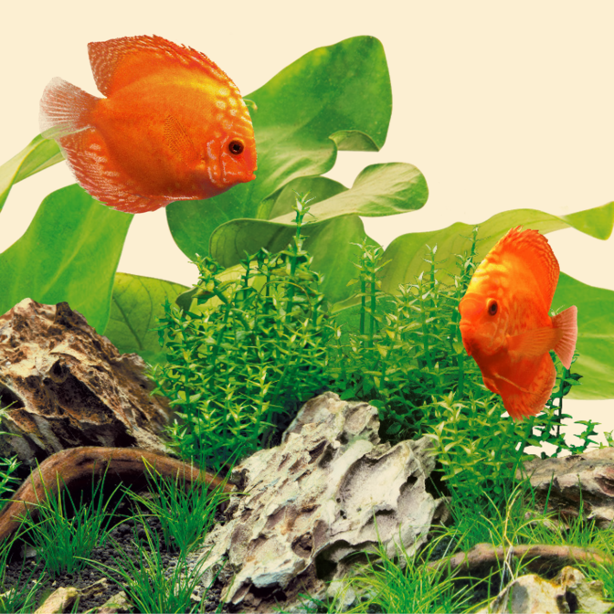 LED Nature | JUWEL Aquarium