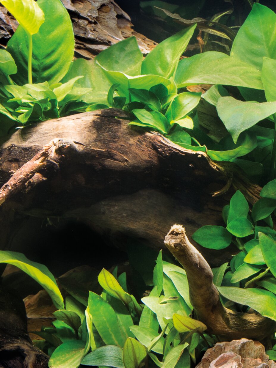 Rio 240 LED | JUWEL Aquarium